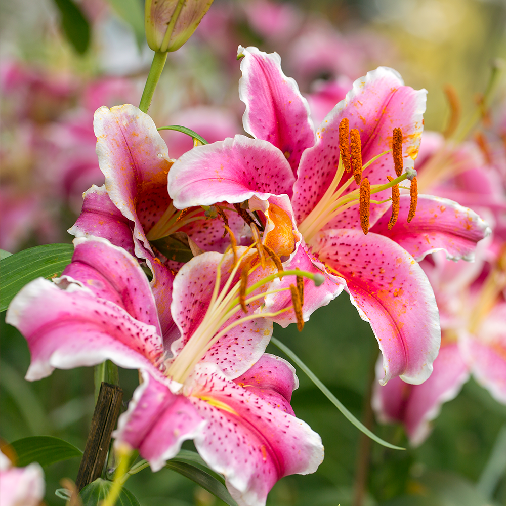Bouquet con LILIUM GIGLI Consegna Fiori a Domicilio – Webflora.it